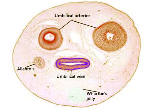 Umbilical Cord Cross Section