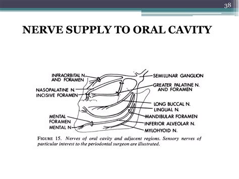 Surgical Anatomy Of Periodontal Structures Pptx