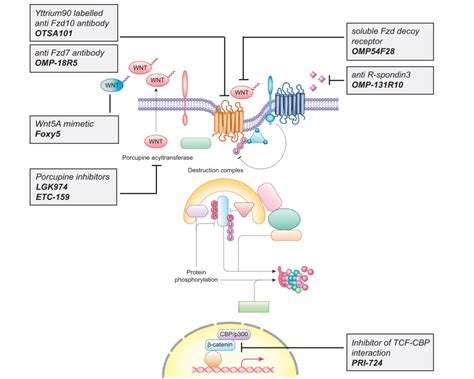 快速了解wnthedgehognotch 通路
