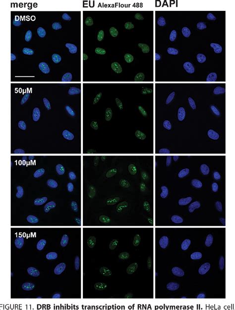Figure 1 From Identification Of Small Molecule Inhibitors Of Pre Mrna
