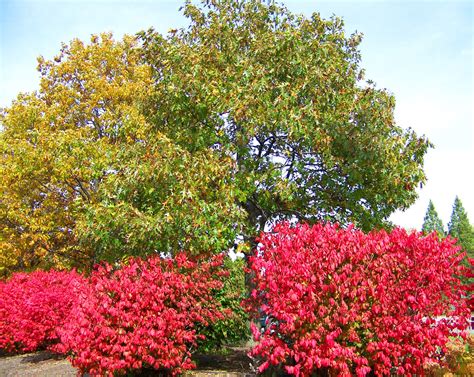 Autumn Trees And Bushes Free Stock Photo Public Domain Pictures