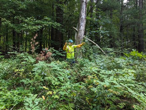 Meet The Invasive Species Team Hamilton Conservation Authority