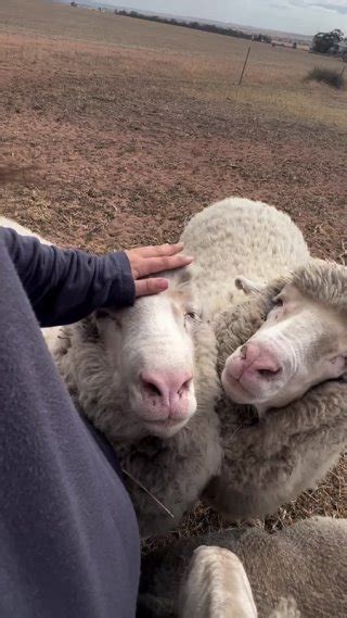 Клипы Смешные домашние животные