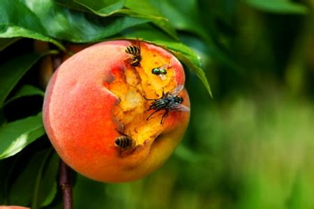 Identifying And Treating Peach Tree Diseases DoItYourself