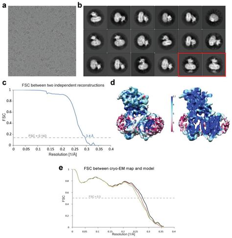 An Atomic Structure Of Human γ Secretase Abstract Europe Pmc