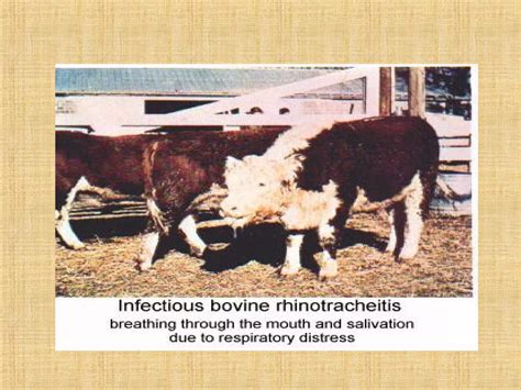 Infectious Bovine Rhinotracheitis Pps