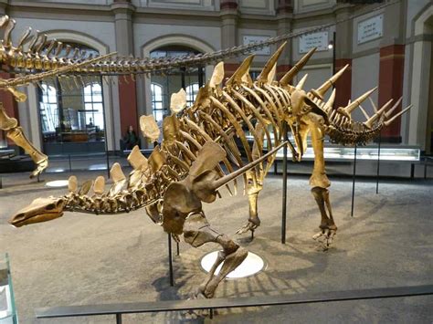 Kentrosaurus Skeleton Kentrosaurus Stegosaurus And Iasberrysaurua
