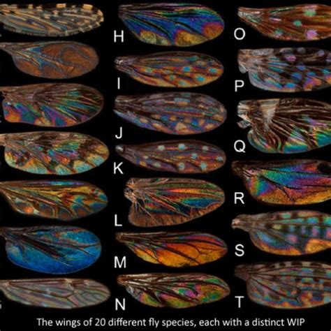 House Fly Wings