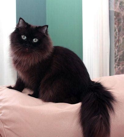 Ragamuffin Cat Info Personality Kittens Pictures