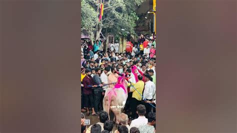 आळंदी दहिहंडी उत्सव प्रमुख आकर्षक 👑हिंदकेसरी लक्ष्या👑 संतोषशेठ मांडेकर