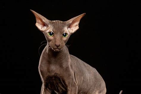 The Shocking Cost Of Purebred Cats Is It Worth It