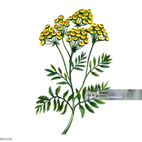 약용 탠시 약국 허브입니다 수채화 손으로 그린 그림입니다 흰색 배경에 격리합니다 유용한 차 약초 포장용 라벨 약국 배너 레이아웃 포스터 엽서 0명에 대한 스톡 벡터 아트 및