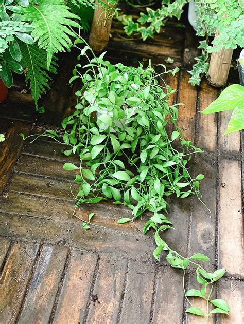 Cây Dischidia Oiantha Lan Hạt Dưa Xanh Chậu Thủy Sinh 2 Lớp Cỏ Dại