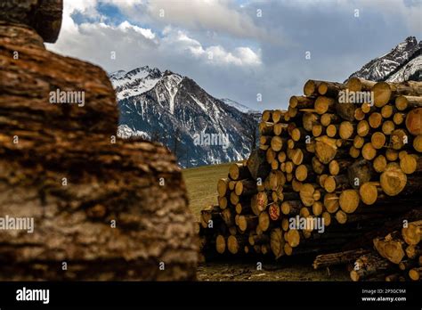 Massive Log Pile Of Pine Tree Trunks Logging And Timber Production At