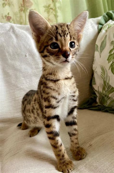 What Is A F2 Savannah Cat — F1 Savannah Cat Breeder