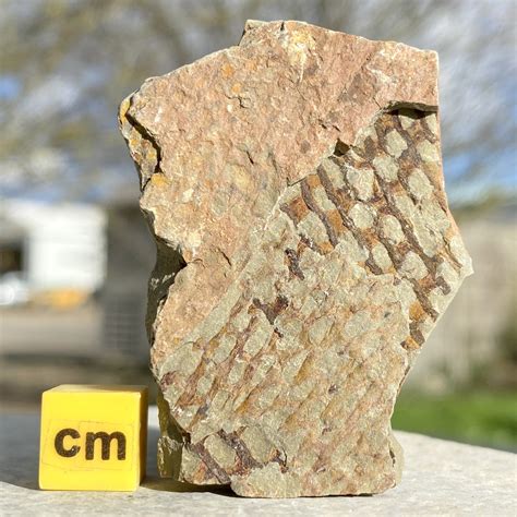 Graptolite My Lost Gems Graptolite My Lost Gems