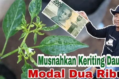 Penemuan Terbaru Cara Mengatasi Keriting Daun Dengan Modal 2 000