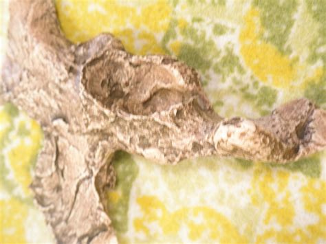 Human Fossils And Evolution Robust Australopithecines