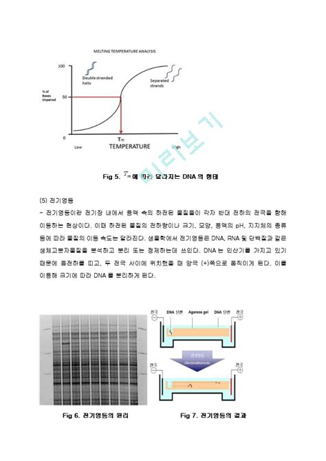 중합효소연쇄반응 Pcr Polymerase Chain Reaction 예비레포트 A 생물의약실험과제