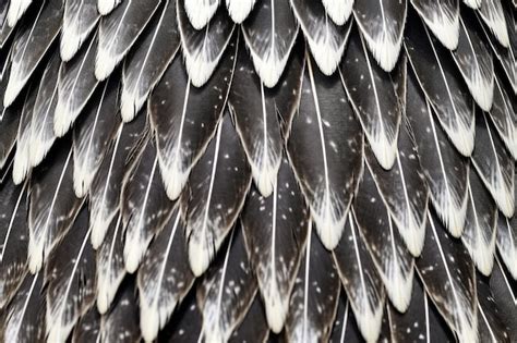 Premium Photo Feathered Majesty Closeup Of Eagle Feathers Showing