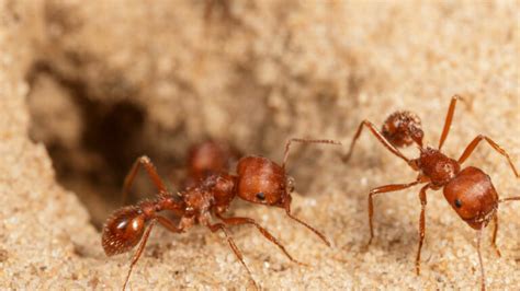 23 Different Types Of Ants In Texas W Pictures