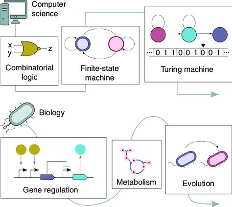 Cells Could Provide More Than Logic Circuits Computer Science Has