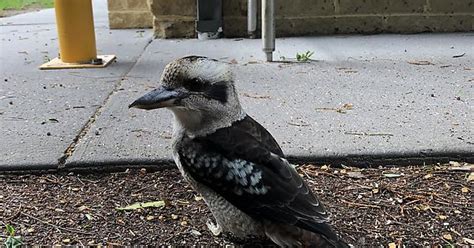 Kookaburra Album On Imgur