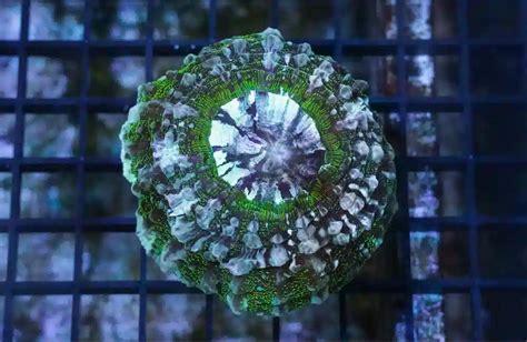 Button Large Ultra
