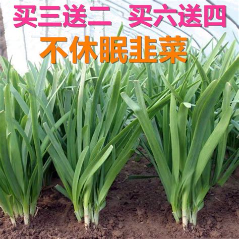 韭菜种子宽叶不休眠791韭菜王高产四季小葱蔬菜种籽汉中阳台盆栽 虎窝淘