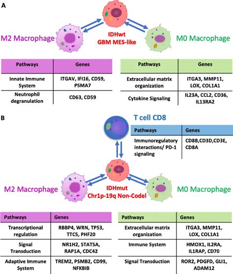 Enrichment For Genes From Mesenchymal Pathways In M0 Macrophages While Download Scientific