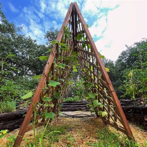 How To Build A Cucumber Trellis And Why Youll Love Having One Earthsoulorganics