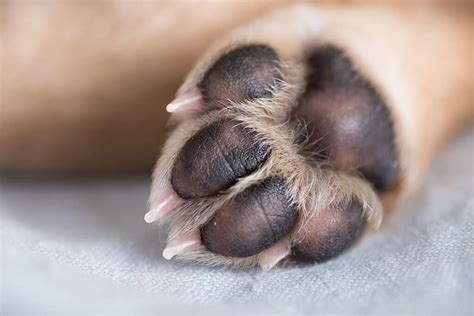 Pododermatitis In Dogs From Symptoms To Treatment Petlab Co
