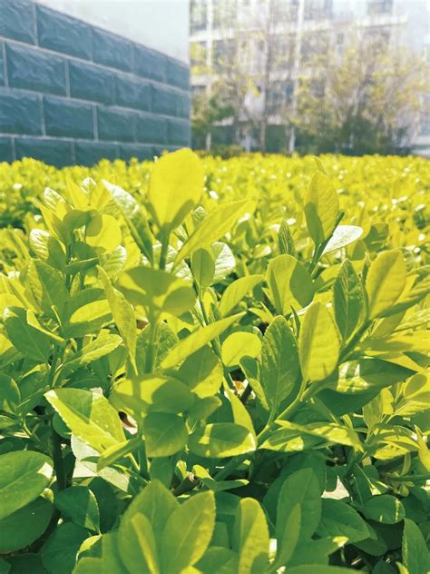 春意芳菲满校园，三月春景与君赏 德州职业技术学院团委