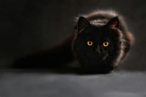 Cute Black Cat Wallpapers 4k Hd Backgrounds On Wallpaperbat