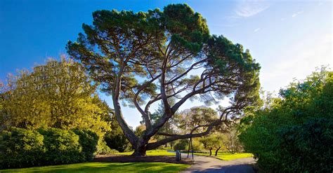 WOODVALE TREE SERVICES Port Macquarie Wauchope Coffs Harbour Taree