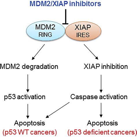Discovery Of Dual Inhibitors Of Mdm2 And Xiap For Cancer Treatment