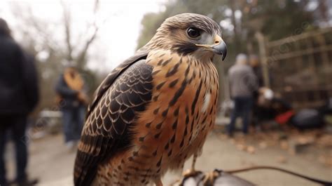 Red Hawk Background Images Hd Pictures And Wallpaper For Free Download
