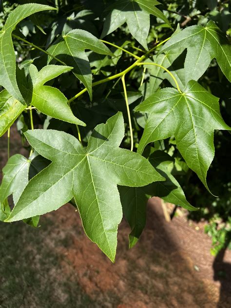 Can Anyone Tell Me What Kind Of Tree This Is Five Point Leaves On It R Gardening