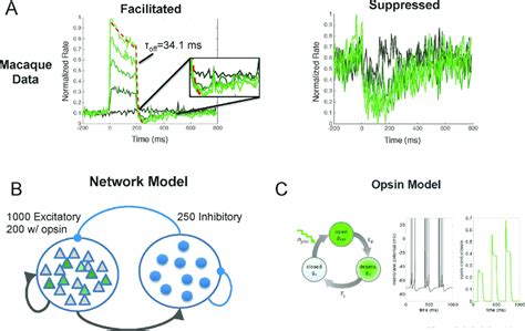 Recorded Data From Macaque V1 And Model Details A During Laser Download Scientific Diagram