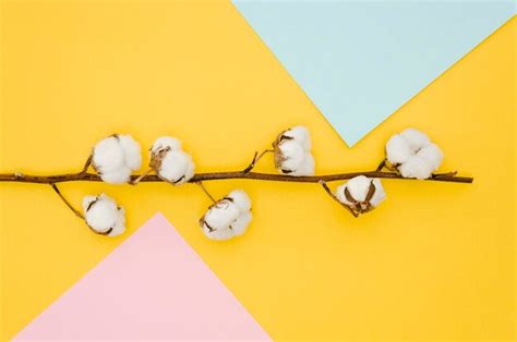 Premium Photo Top View Cotton Flowers Colorful Background