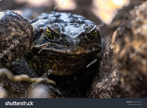 Scary Looking Giant Philippine Frog Sitting Stock Fotografie 1343128232 Shutterstock