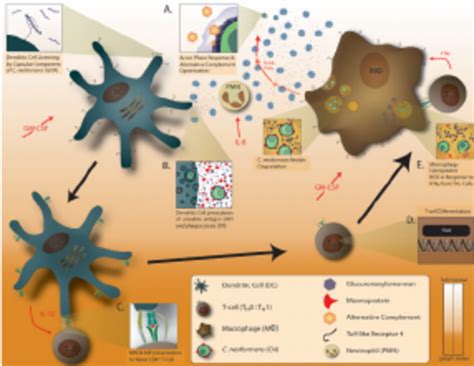 Immunology Of Cryptococcus Neoformans Download Scientific Diagram