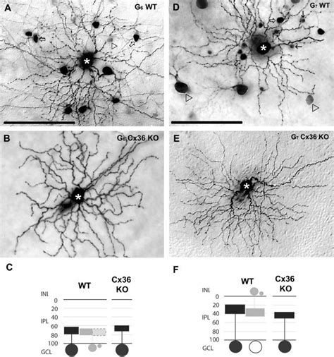 Morphology And Tracer Coupling Pattern Of G6 And G7 Ganglion Cells