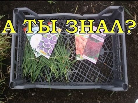 Сажаем АСТРЫ на рассаду пошагово - YouTube