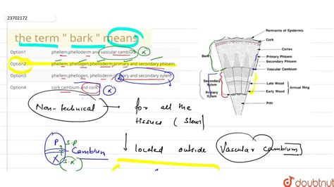 Phellemphellogen Phelloderm Primary And Secondary Xylem
