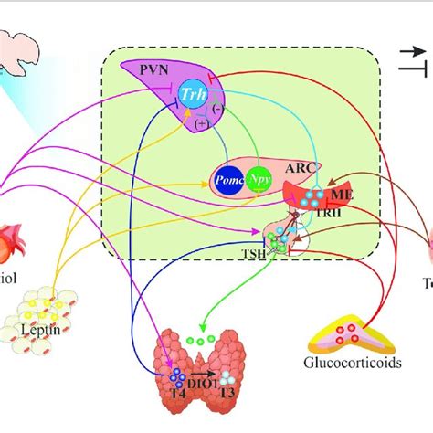 Schematic Representation Of Hpt Axis Regulation Figure Illustrates
