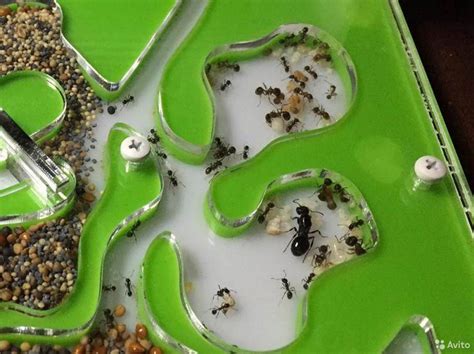 Виды муравьиных ферм