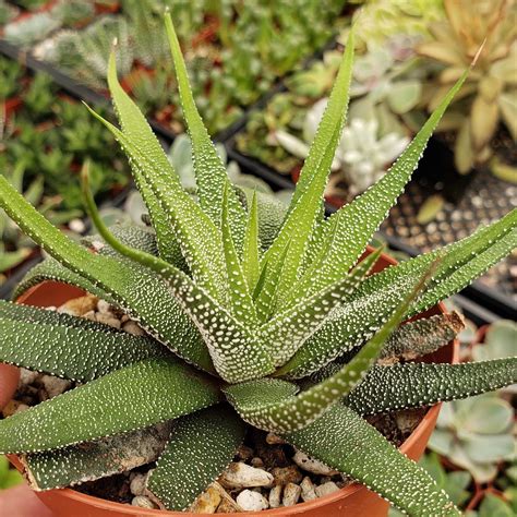 Shop Varieties Of Haworthia Succulents Online At Planet Desert Page 2