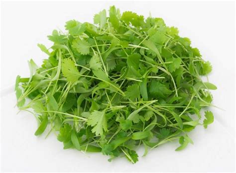 5 Manfaat Cilantro Microgreens De Grunteman Organic Greens