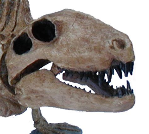 Dimetrodon Skeleton Adult 974 Replica Prehistoric Planet Store